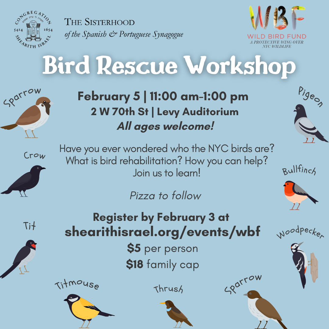 Bird Rescue Workshop | Congregation Shearith Israel - Manhattan ...